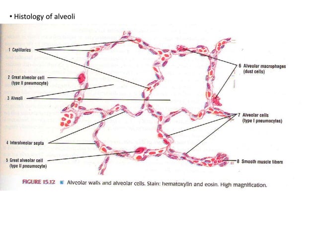 Anatomy of Tracheobronchial Tree and Bronchopulmonary Segments with ...