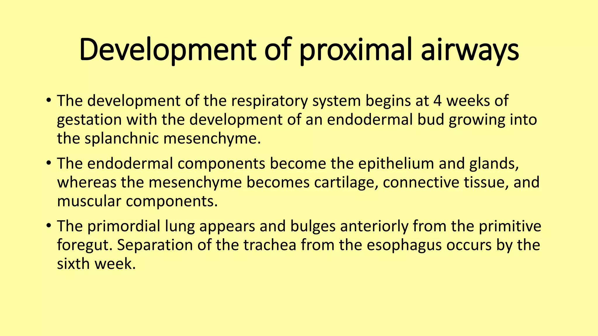 Tracheobronchial tree anatomy and bronchoscopy | PPTX