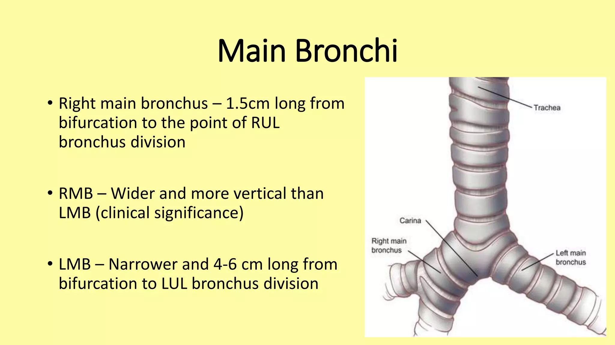 Tracheobronchial tree anatomy and bronchoscopy | PPTX
