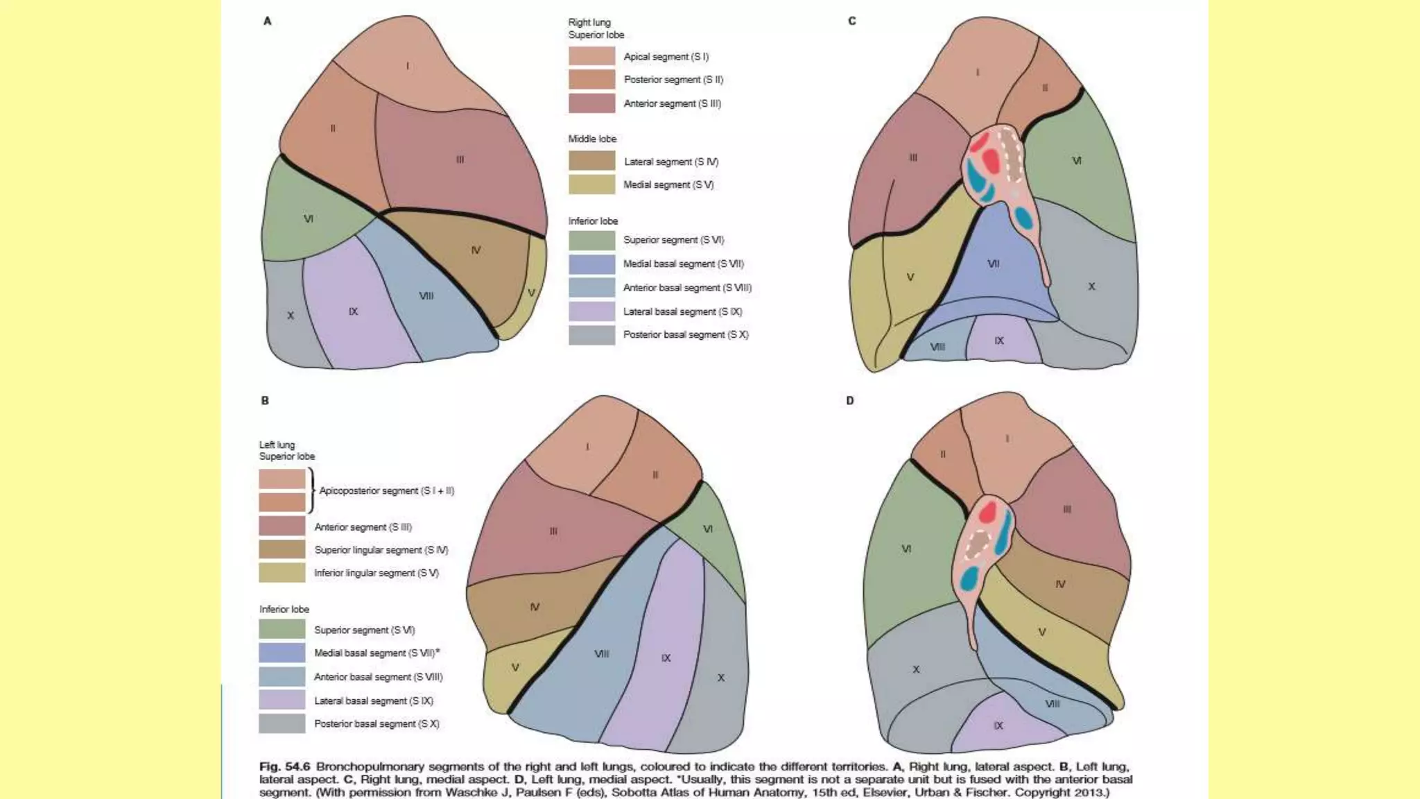 Tracheobronchial tree anatomy and bronchoscopy | PPTX