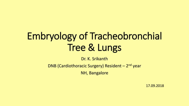 Tracheobronchial tree anatomy and bronchoscopy | PPTX | Lung and ...