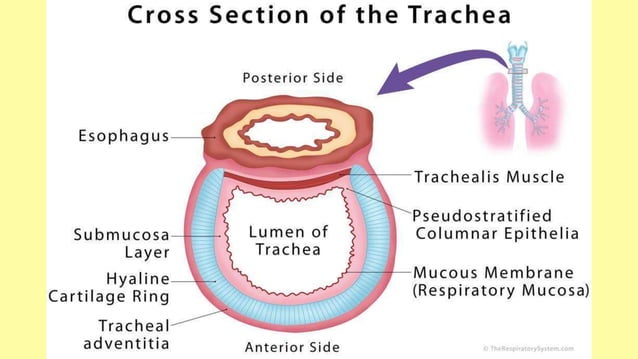 Tracheobronchial tree anatomy and bronchoscopy | PPTX | Lung and ...