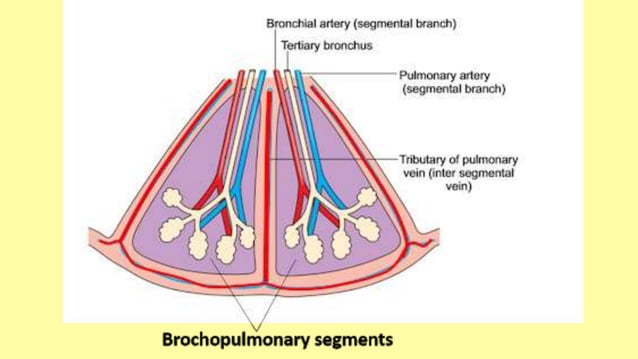 Tracheobronchial tree anatomy and bronchoscopy | PPTX | Lung and ...