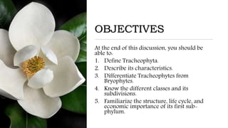 Tracheophyta | PPTX