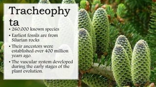 Tracheophyta | PPTX