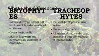 Tracheophyta | PPTX