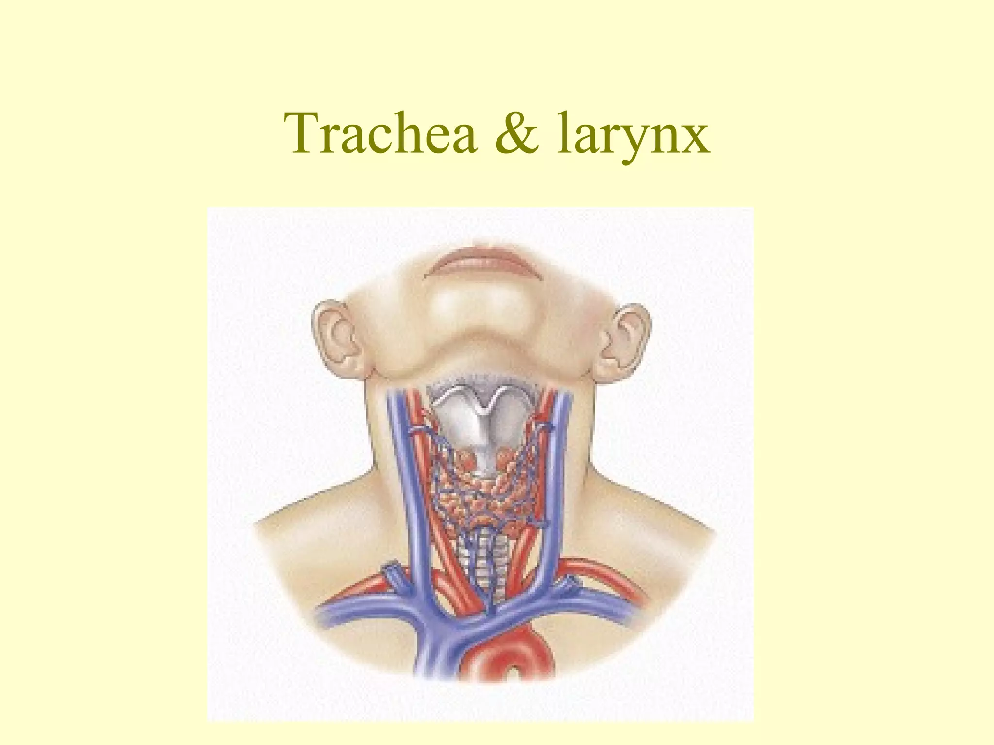 Tracheostomy | PPT