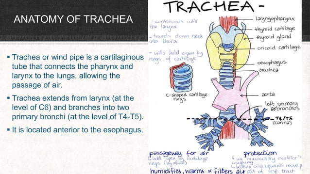 Tracheostomy | PPTX | Lung and Respiratory Health | Diseases and Conditions
