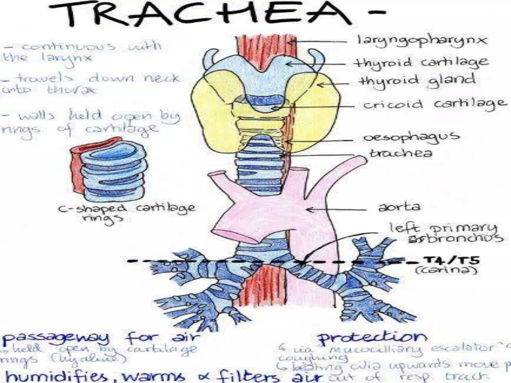Tracheostomy ( for medical students ) | PPTX