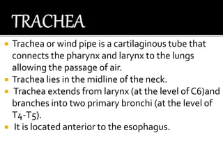Tracheostomy ( for medical students ) | PPTX