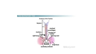TRACHEOSTOMY AND STRIDOR ZULU MISOZI.pptx