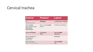 TRACHEOSTOMY AND STRIDOR ZULU MISOZI.pptx