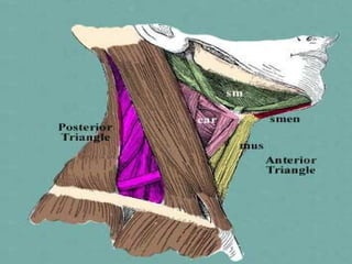 Tracheostomy | PPT
