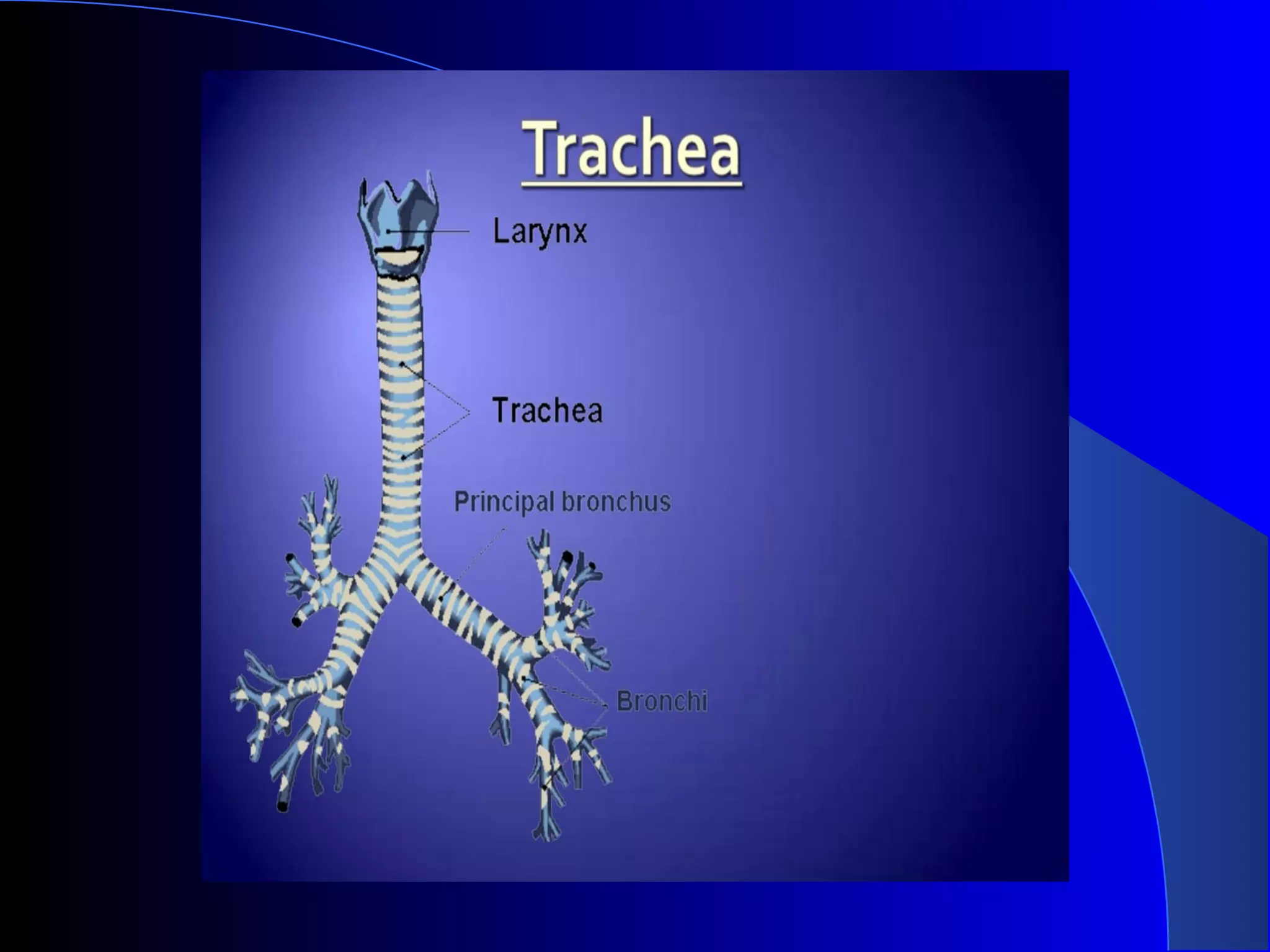Tracheostomy and post op care | PPT