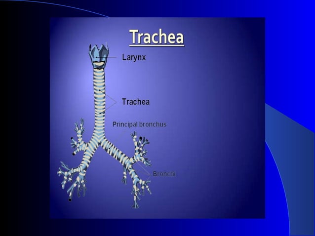 Tracheostomy and post op care | PPT | Ear, Nose and Throat Conditions ...
