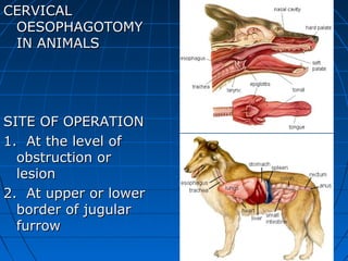 Epiglottis Diagram Dog