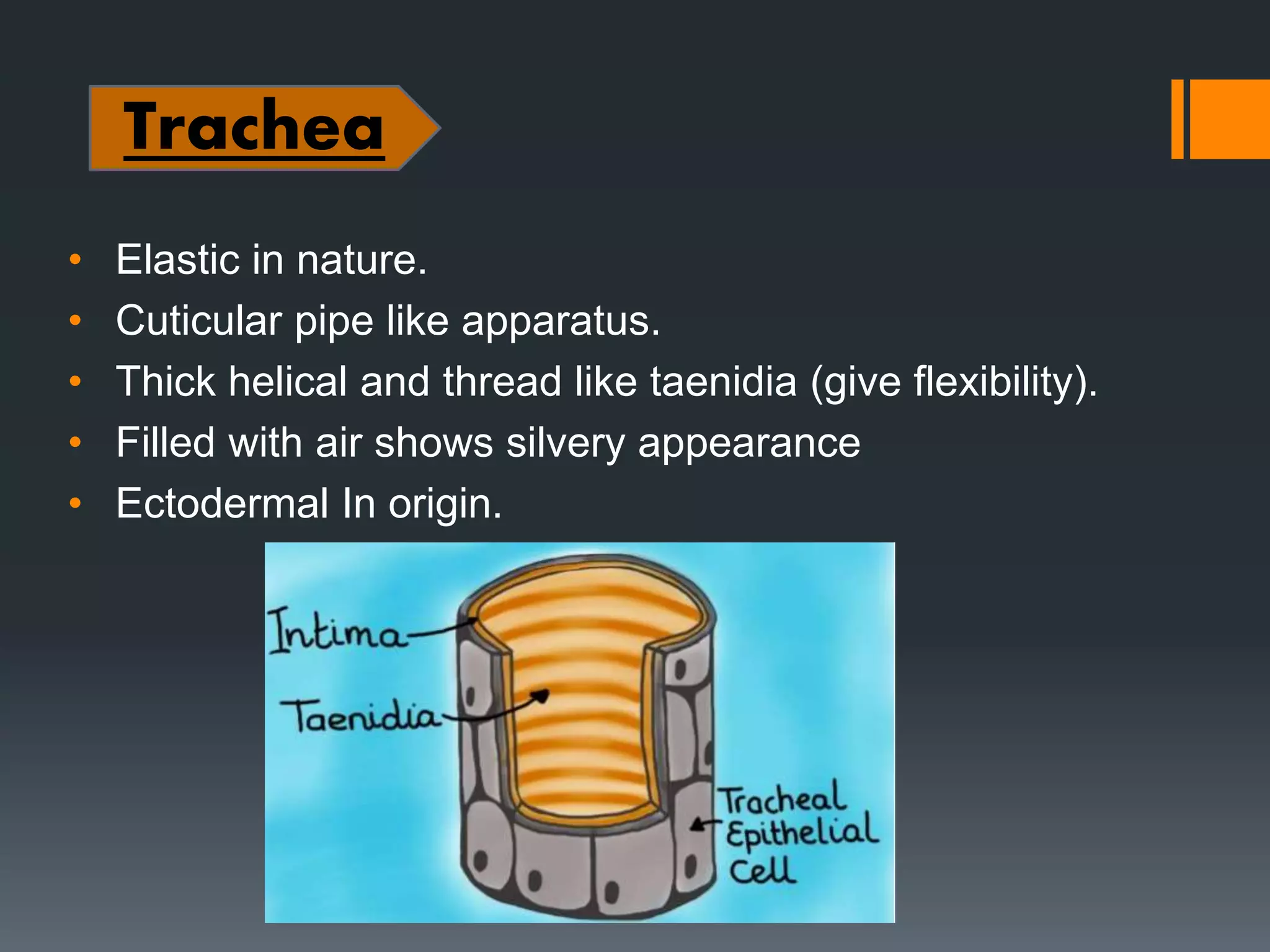 Trachial respiration in insects | PPTX