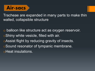 Trachial respiration in insects | PPTX