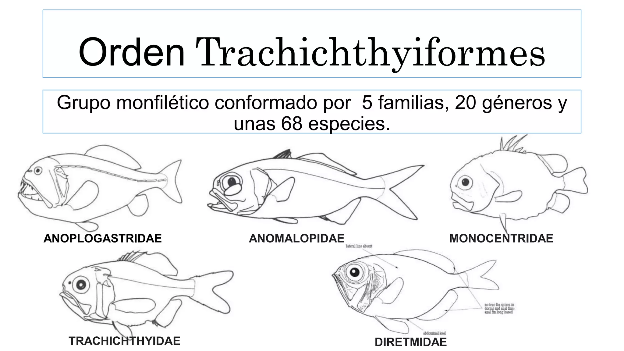 Peces: Oseos Trachichthyiformes | PPTX