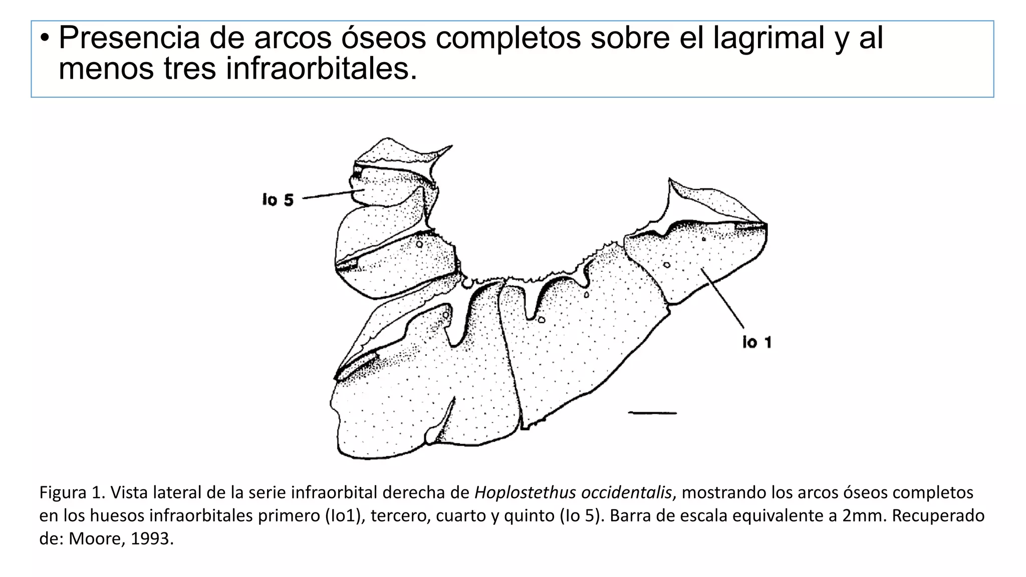 Peces: Oseos Trachichthyiformes | PPTX