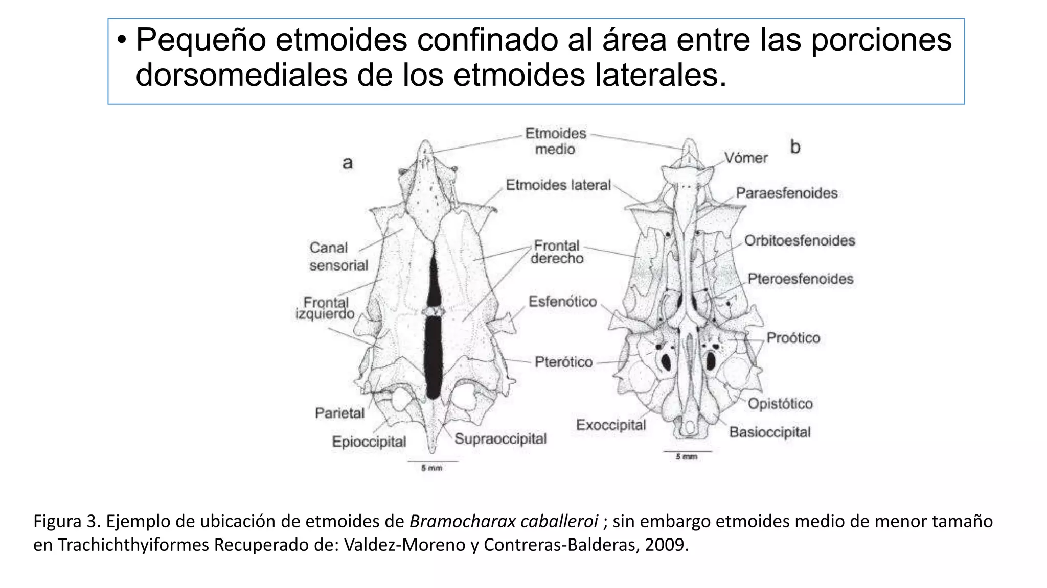Peces: Oseos Trachichthyiformes | PPTX