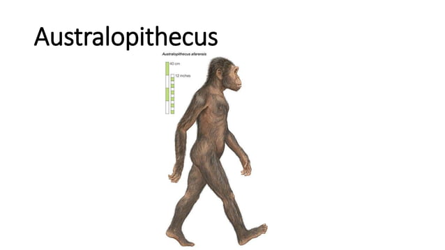 Tracing back the human biocultural and social evolution | PPTX ...