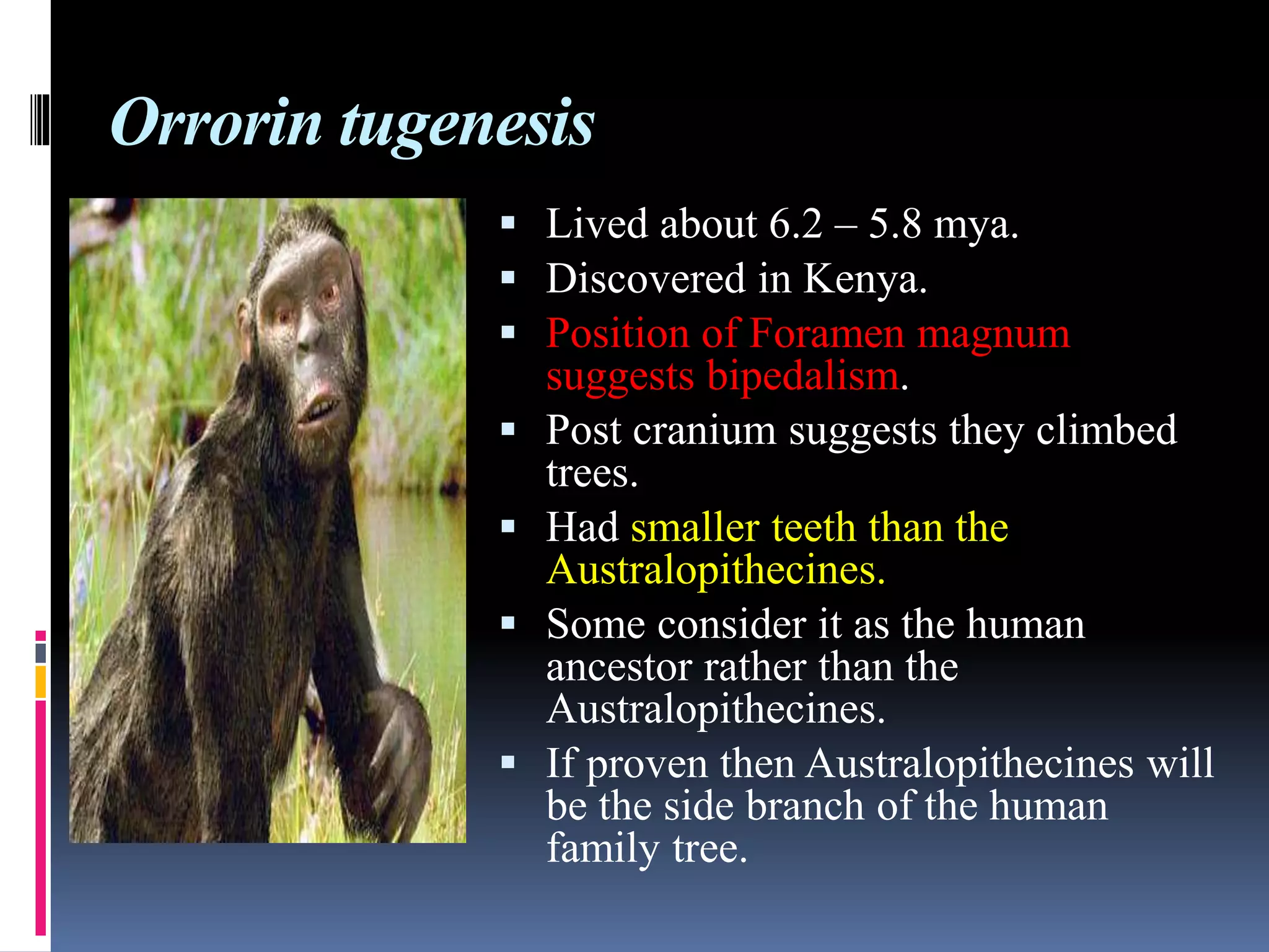 Tracing the human evolution | PPTX