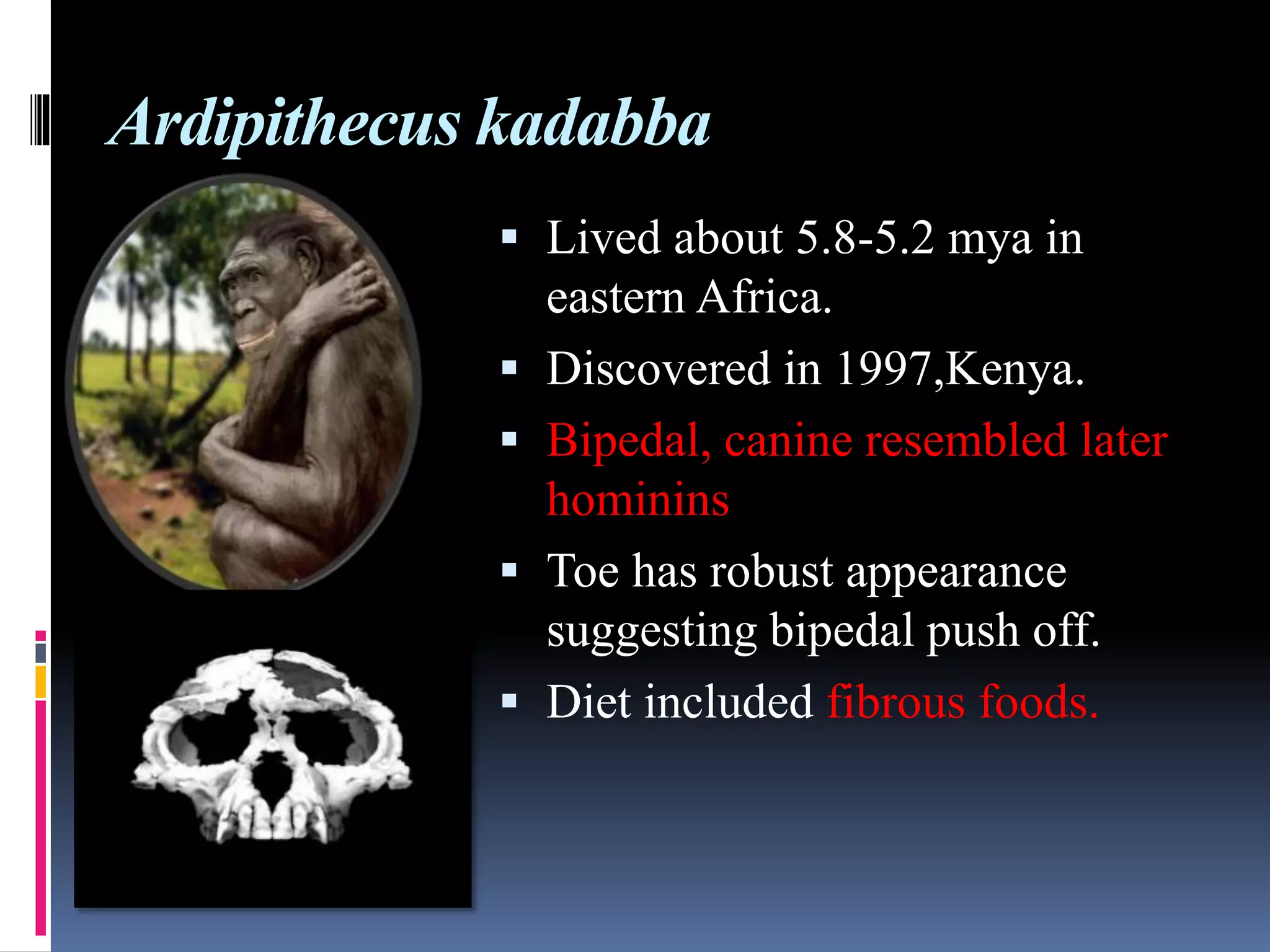 Tracing the human evolution | PPTX