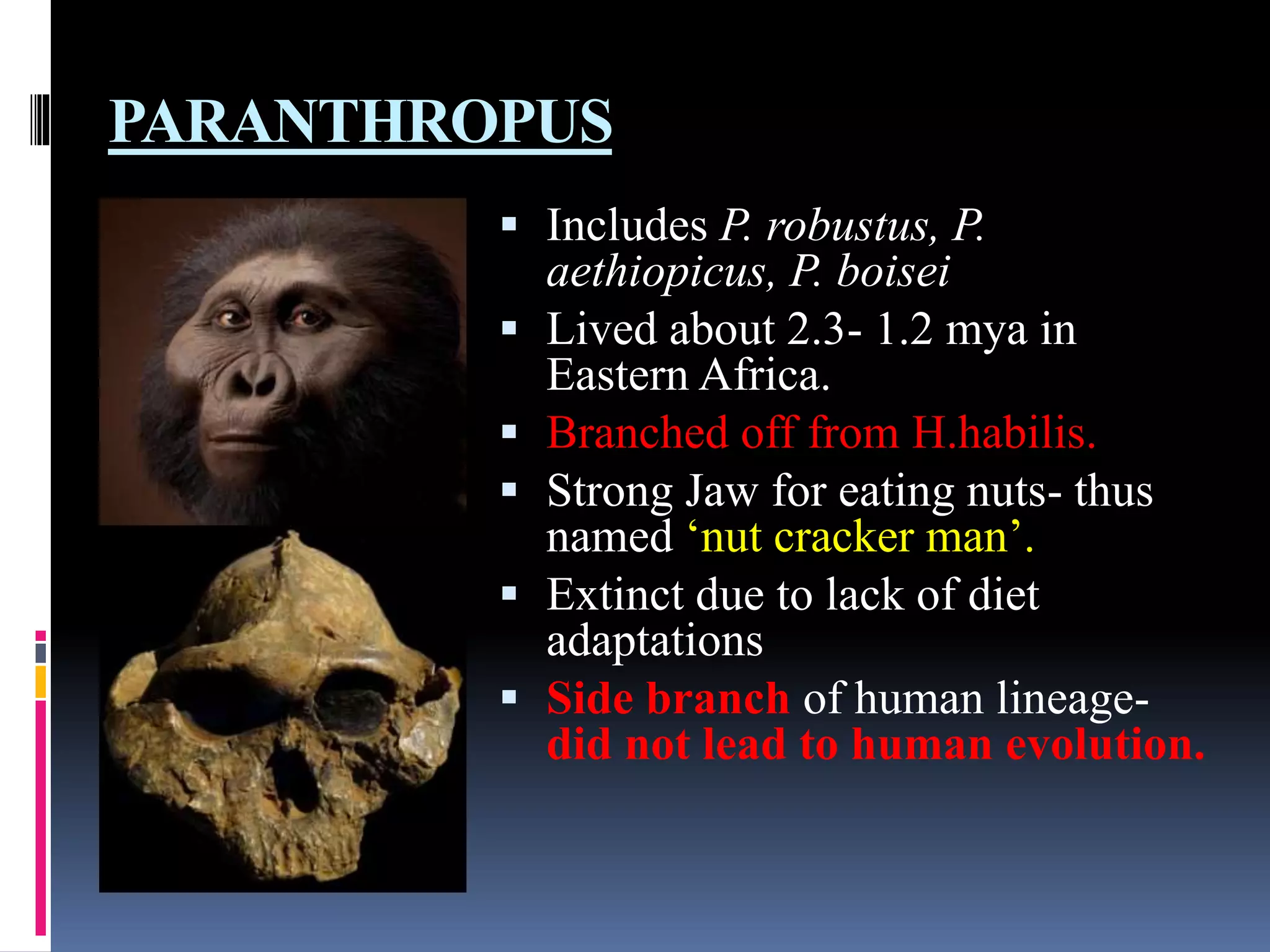 Tracing the human evolution | PPTX