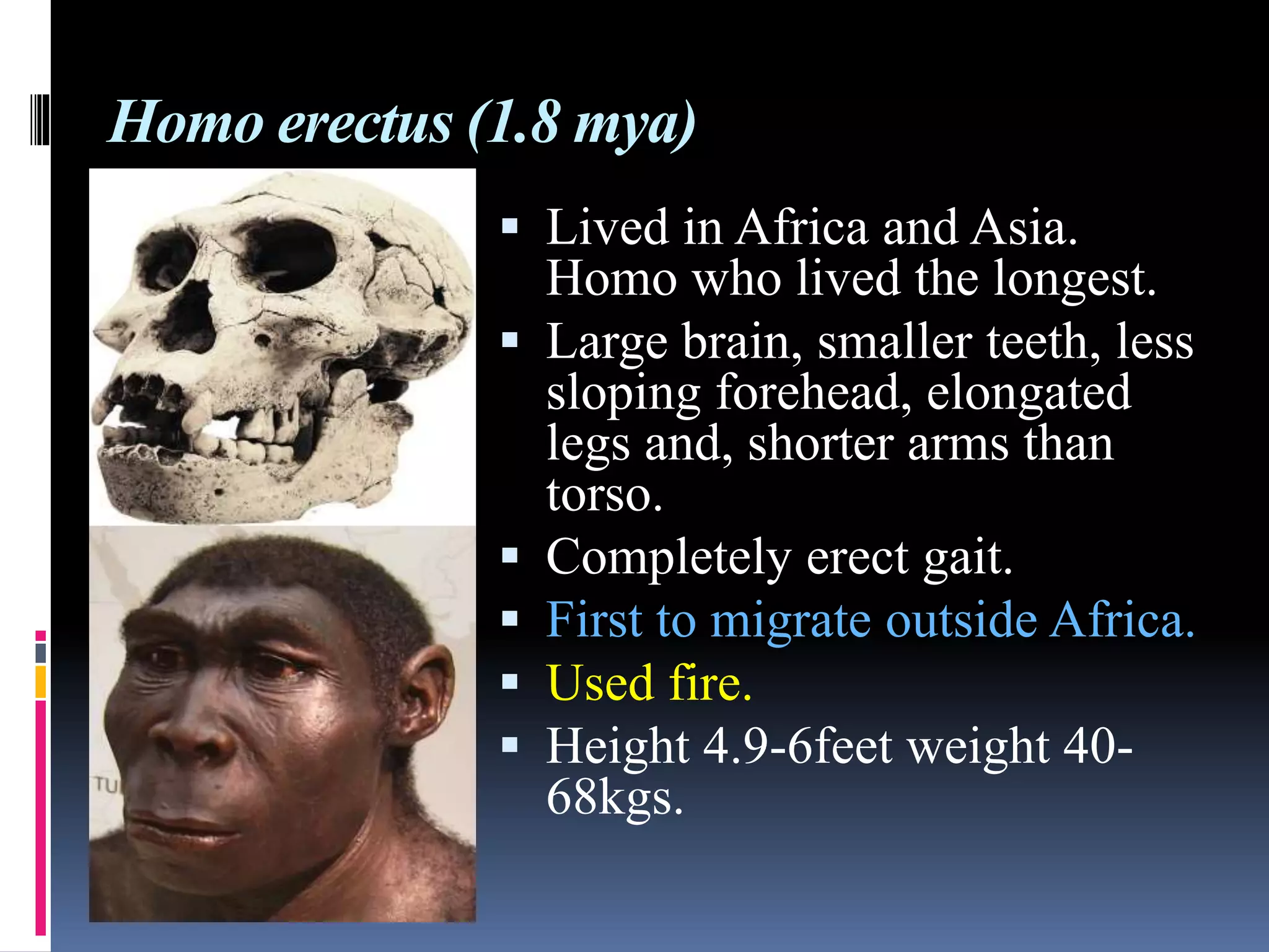 Tracing the human evolution | PPTX