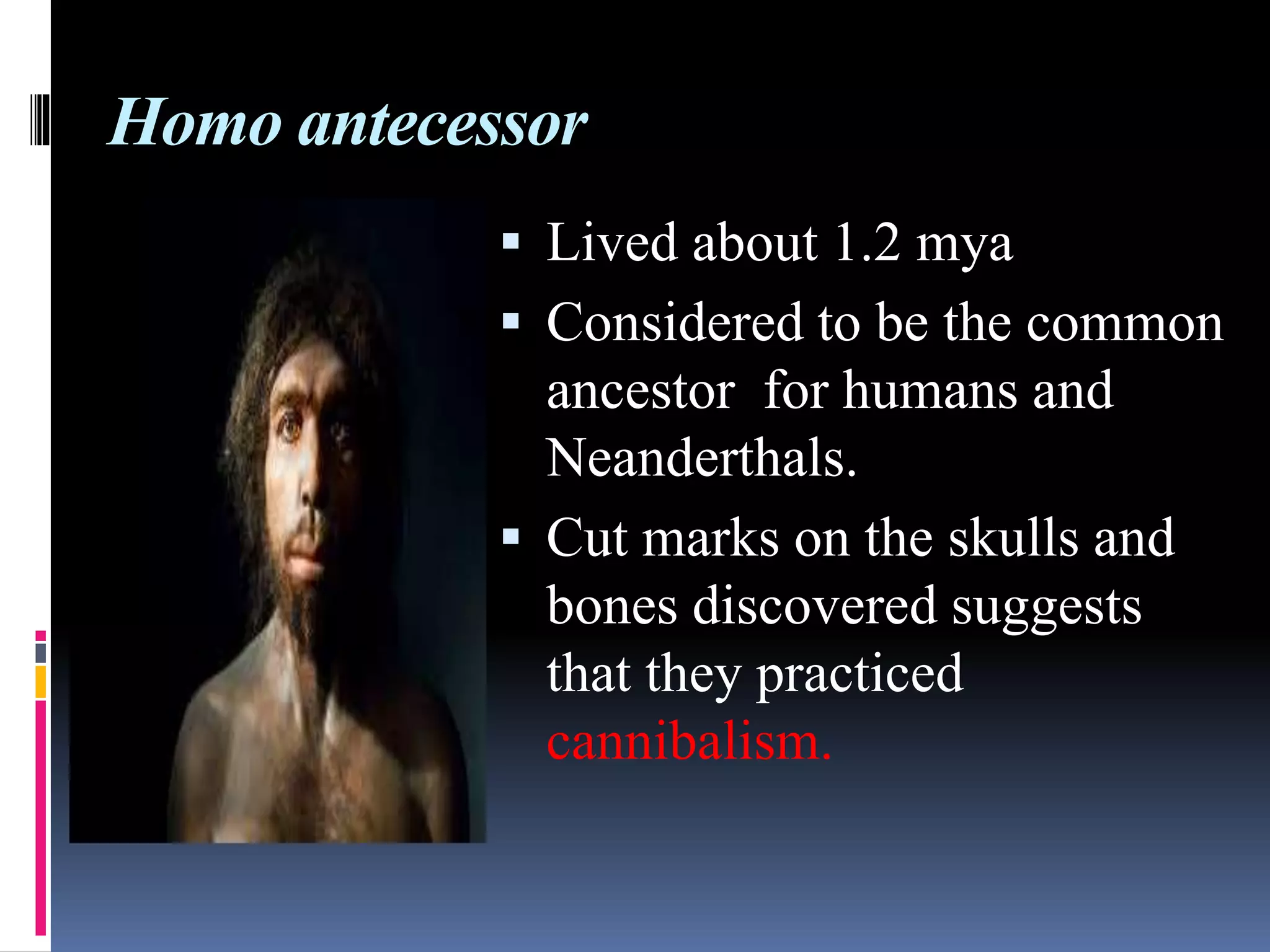 Tracing the human evolution | PPTX