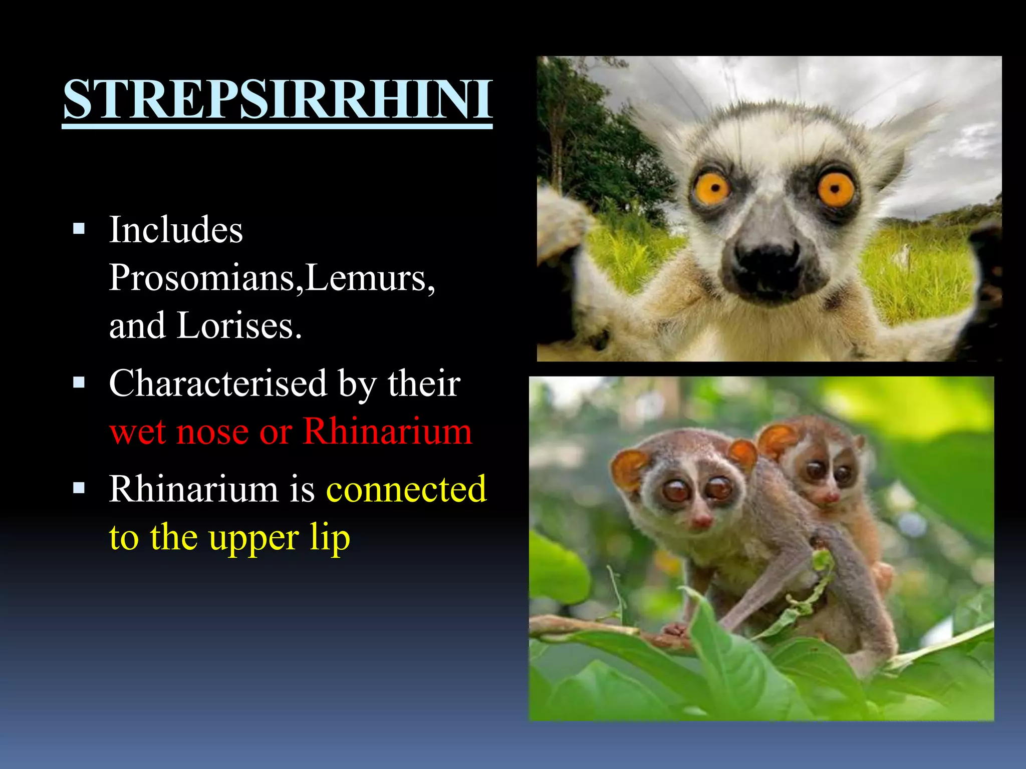 Tracing the human evolution | PPTX