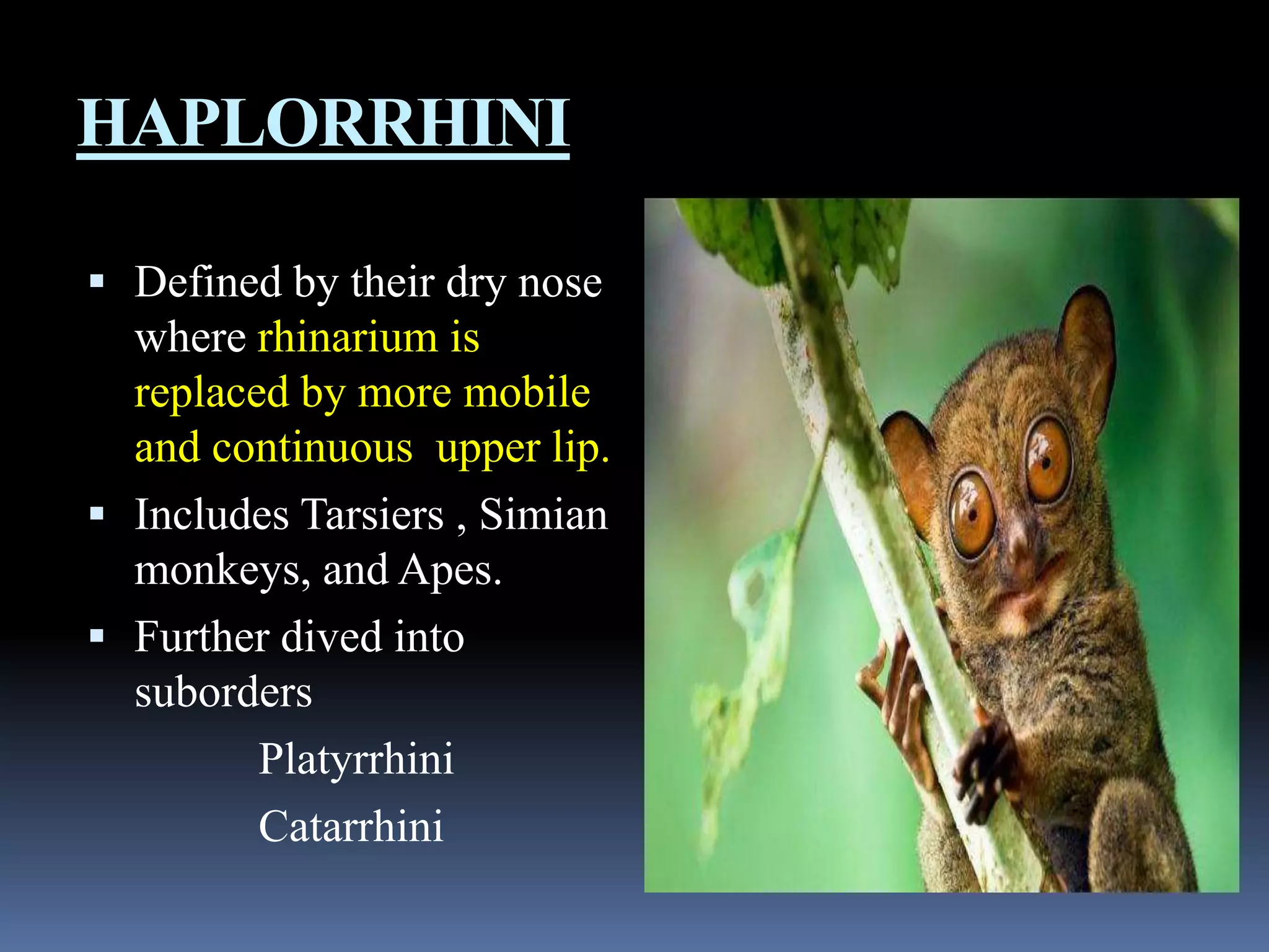 Tracing the human evolution | PPTX