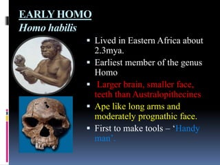 Tracing the human evolution | PPTX