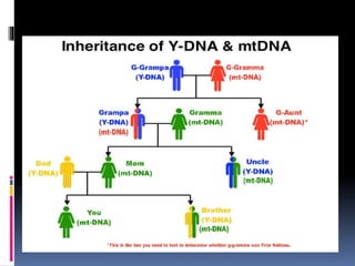 Tracing the human evolution | PPTX