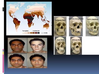 Tracing the human evolution | PPTX