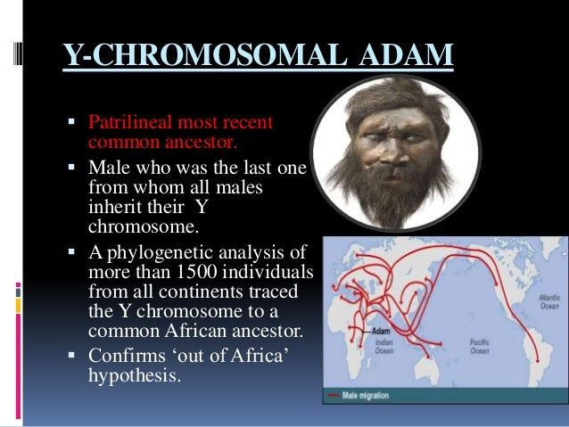 Tracing the human evolution