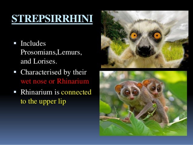 Tracing the human evolution