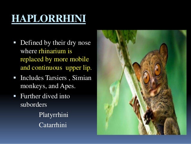 Tracing the human evolution