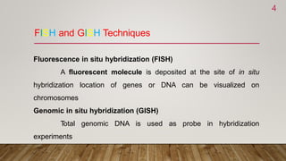 Tracking introgressions using FISH and GISH | PDF | Biological Sciences ...