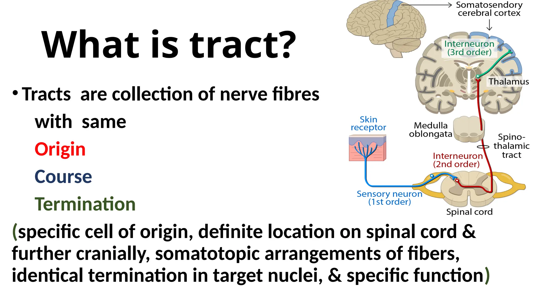 tract of spinal cord for medical students | PPTX