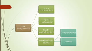 Tractos - Vía piramidal y extrapiramidal | PPTX