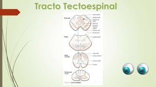 Tractos - Vía piramidal y extrapiramidal | PPTX