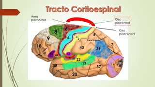 Tractos - Vía piramidal y extrapiramidal | PPTX