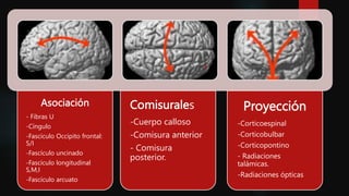 tractos cerebrales.pptx
