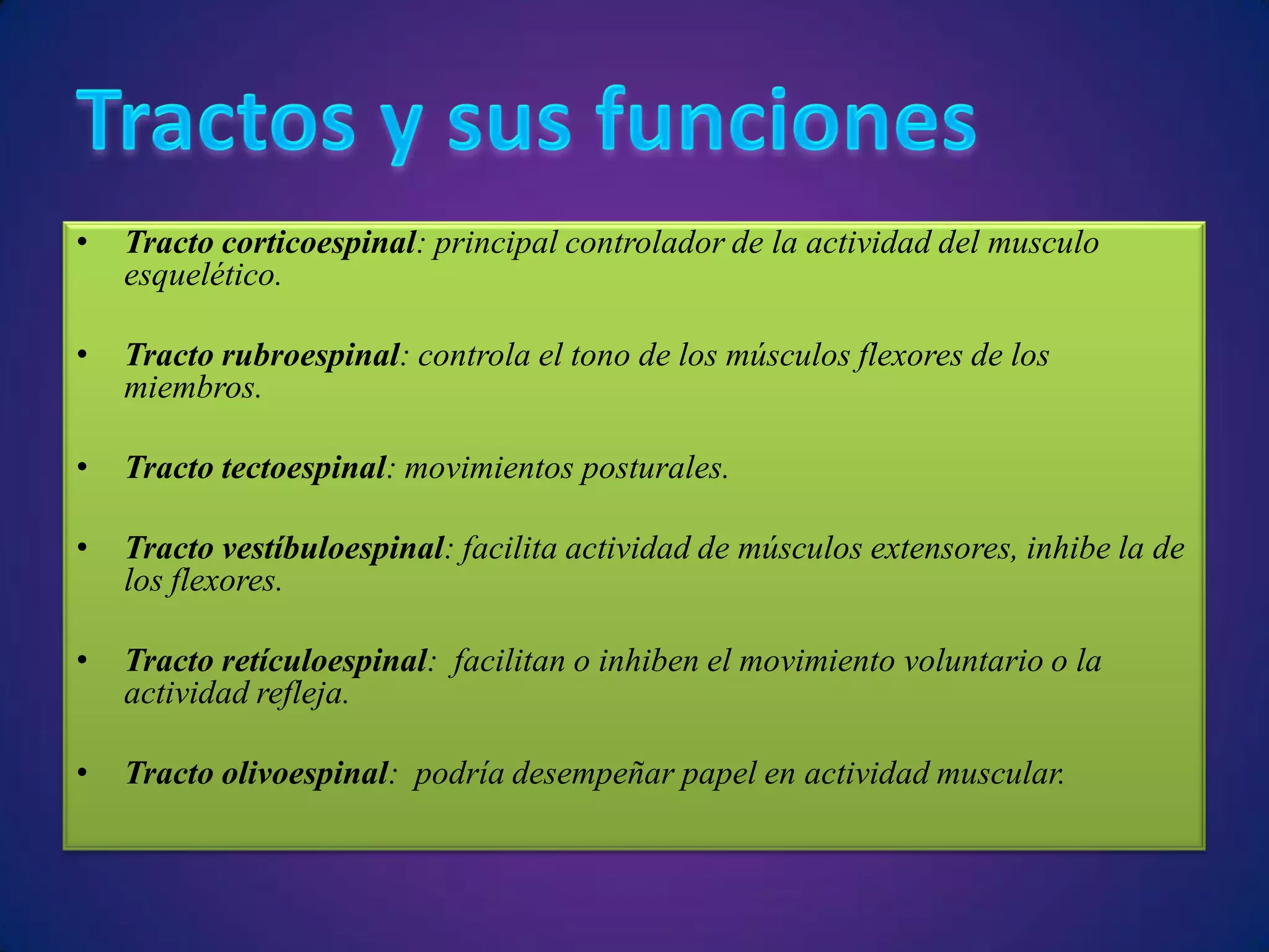 Tractos descendentes de la médula espinal | PDF