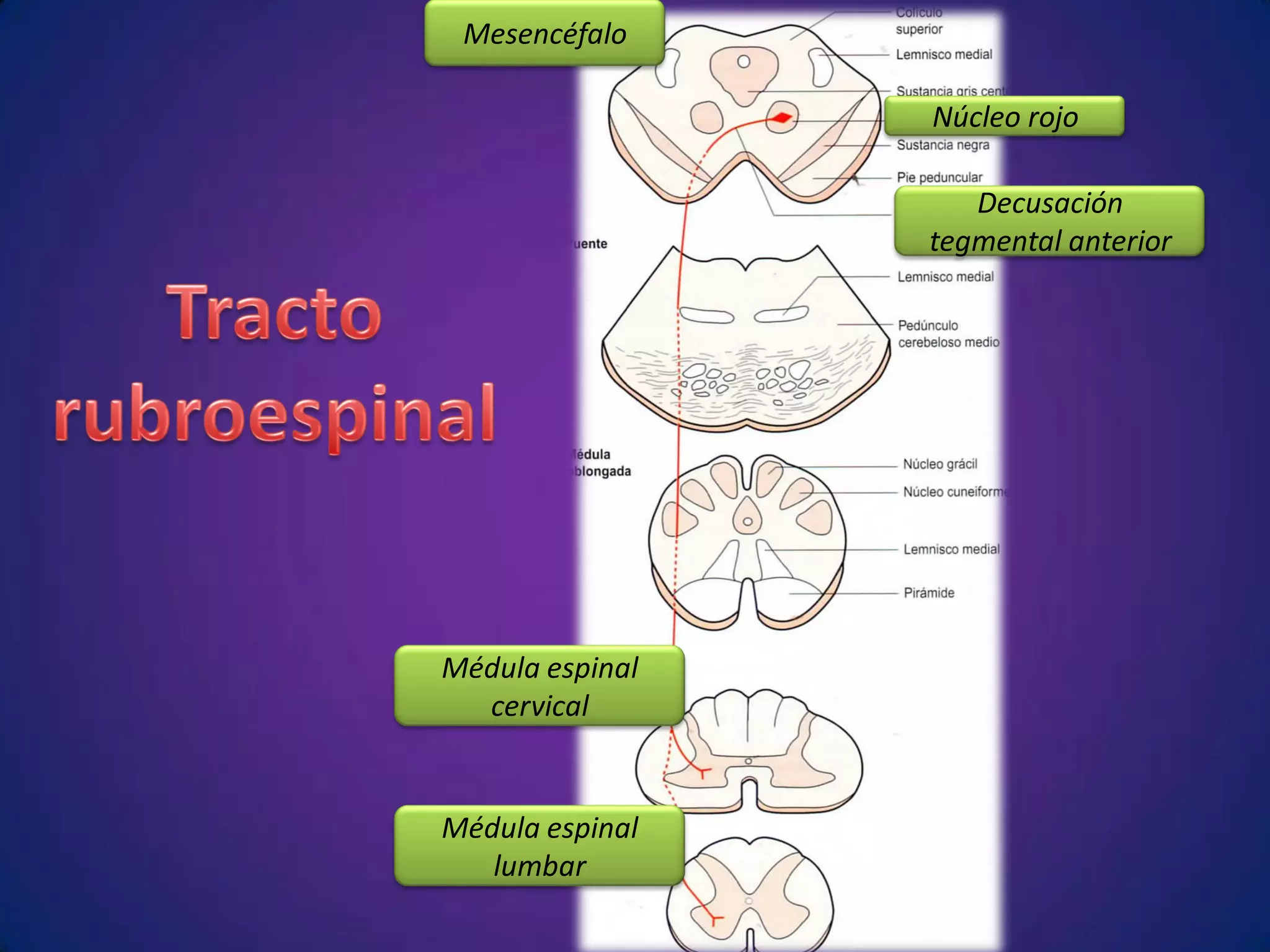Tractos descendentes de la médula espinal | PDF