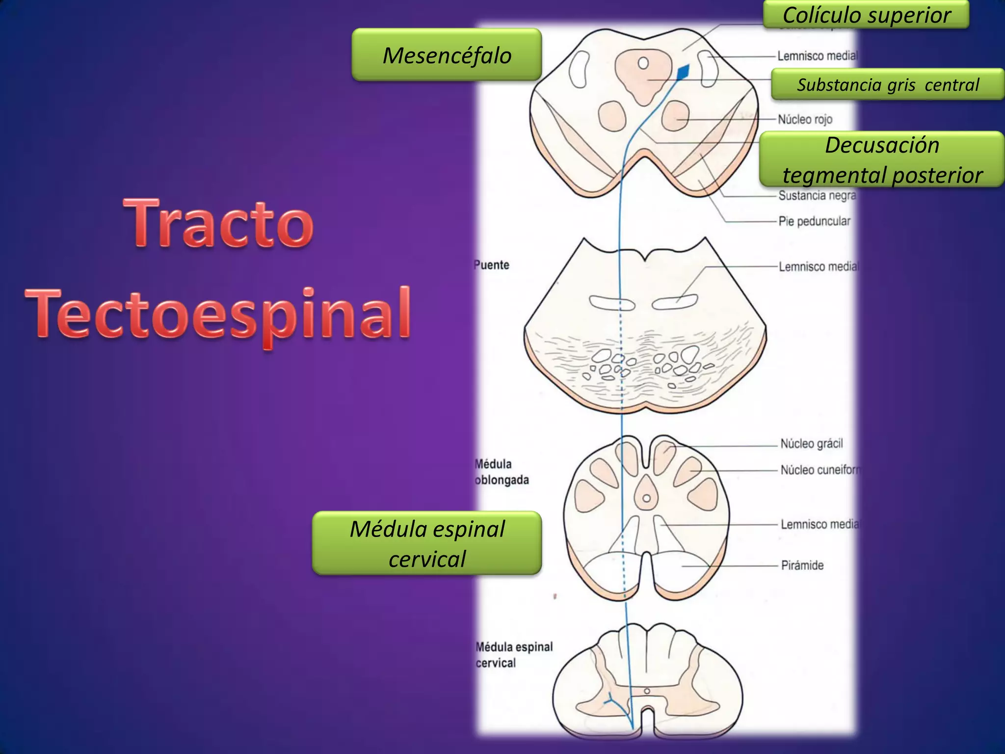 Tractos descendentes de la médula espinal | PDF