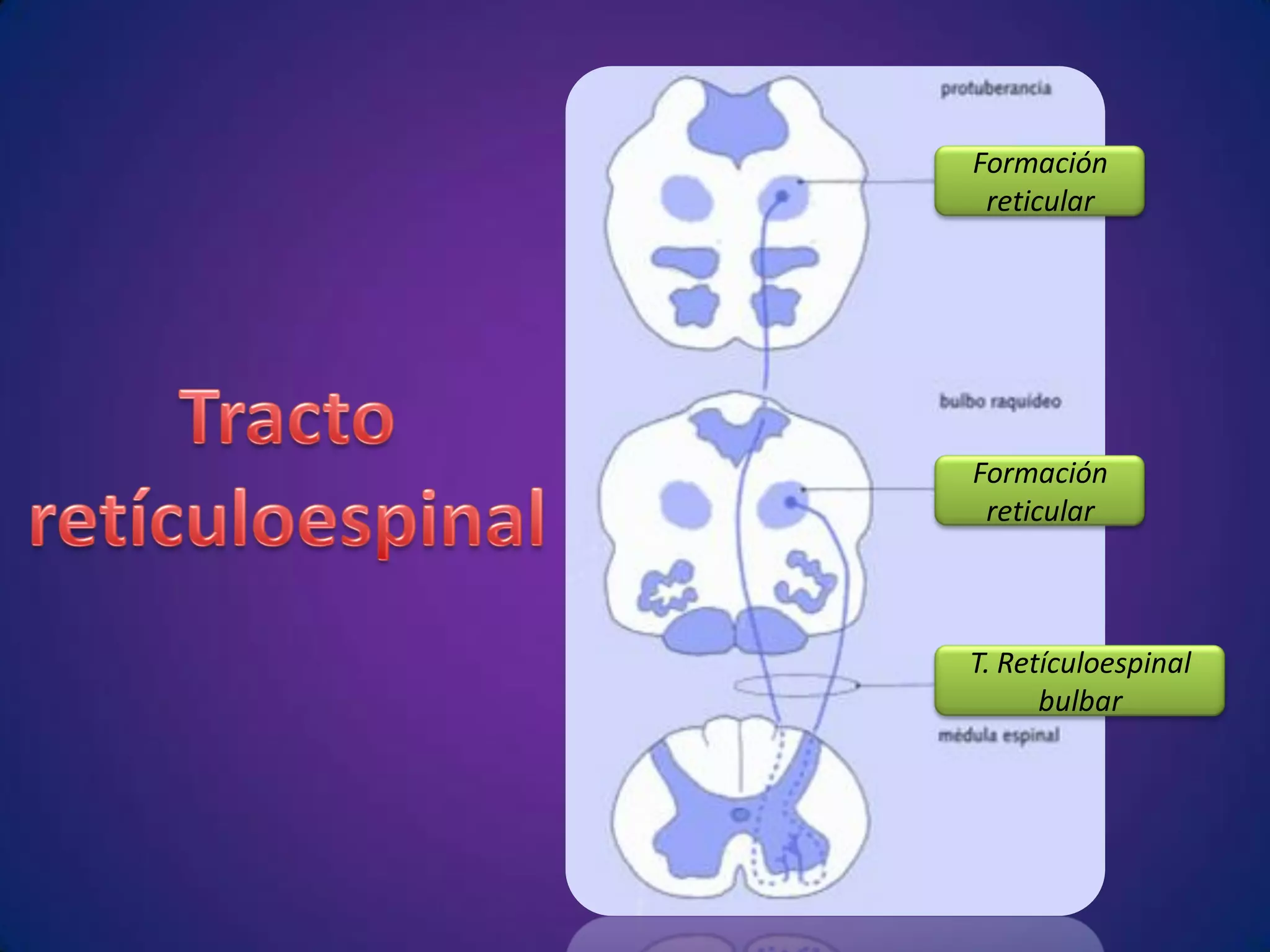 Tractos descendentes de la médula espinal | PDF