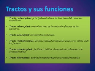 Tractos descendentes de la médula espinal | PDF